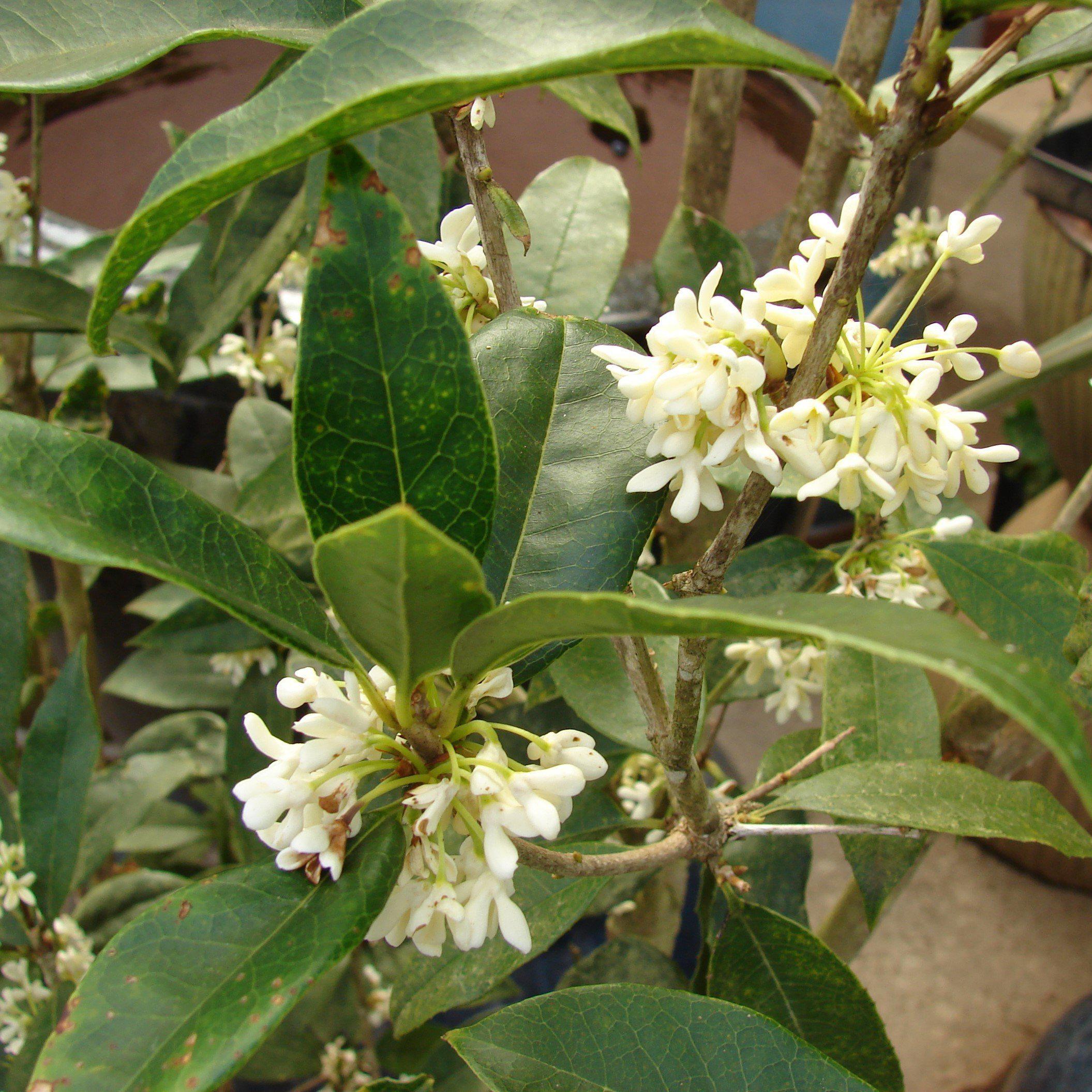 Shrubs – Glass Farm Nursery