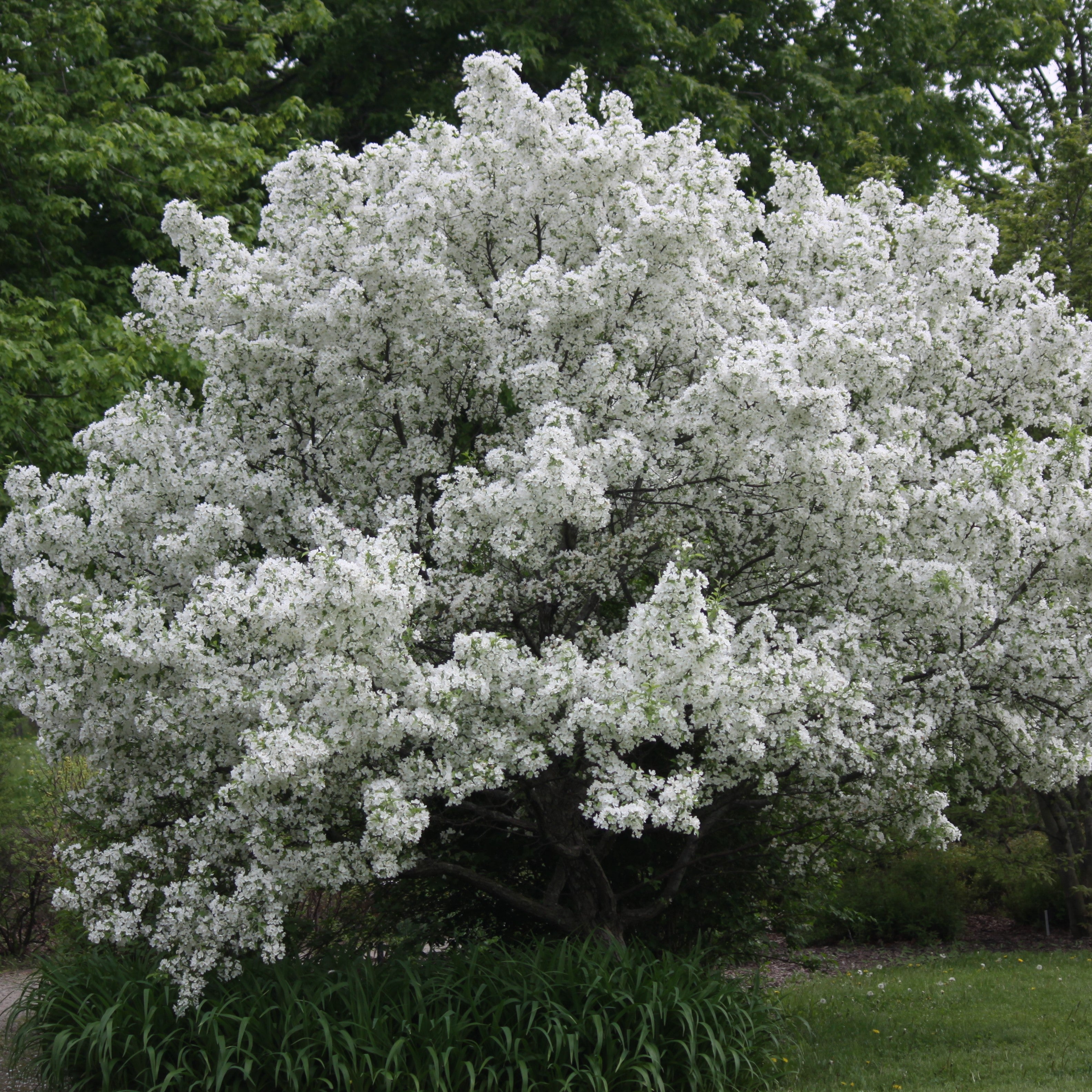 Malus x 'Snowdrift' ~ Monrovia® Snowdrift Flowering Crabapple – Glass ...